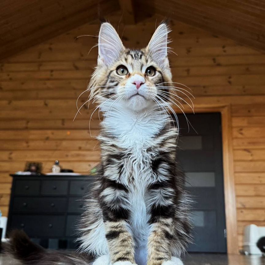 Мейн-кун котенок