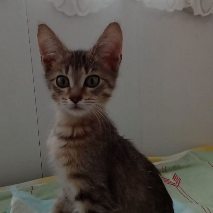 Котёнок мальчик