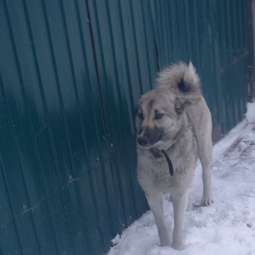 Собака в добрые руки отдам бесплатно