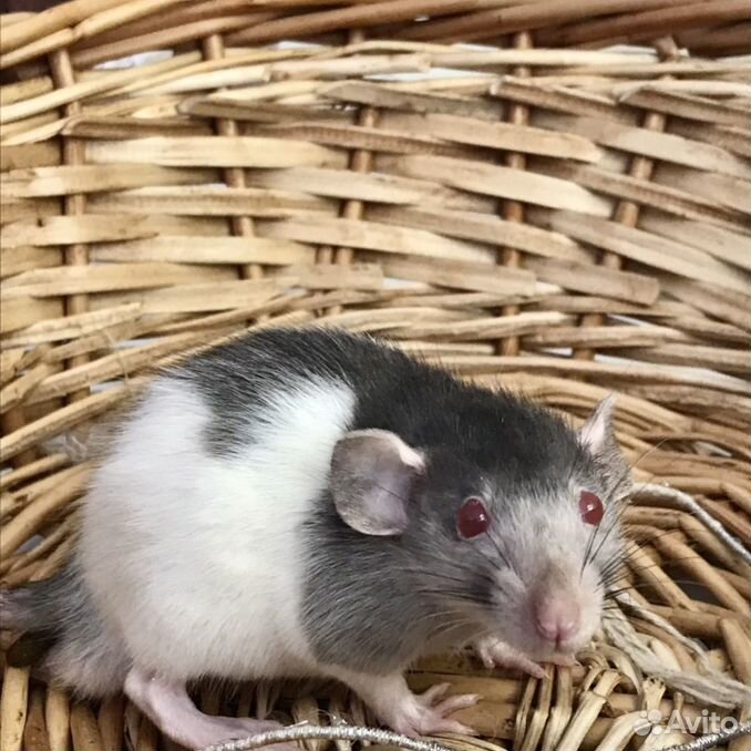 Крысенок мальчик русский голубой капюшон ред девил