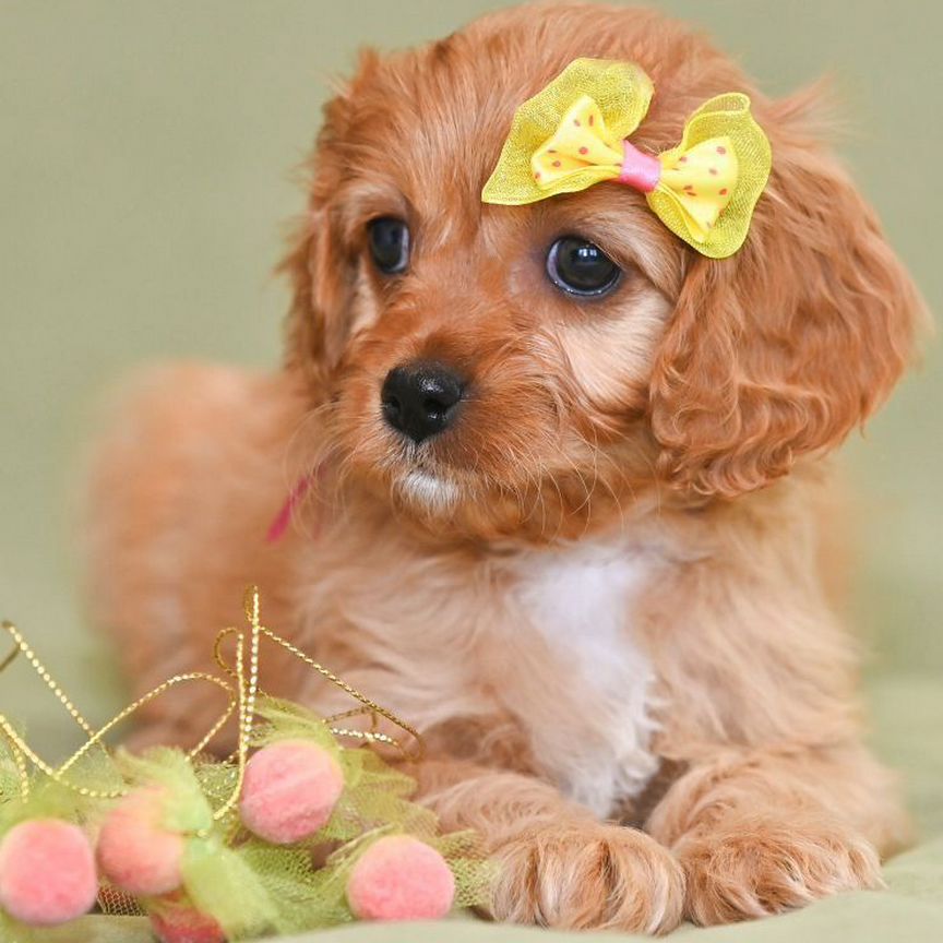 Кавапу, щенок