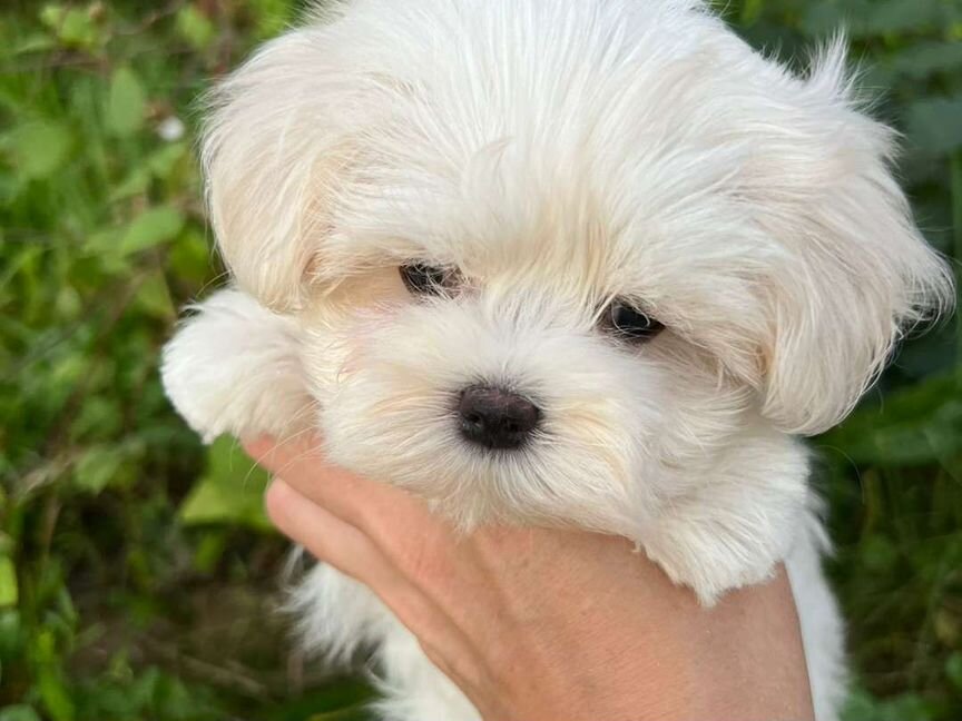 Мальтезе мальтийская болонка