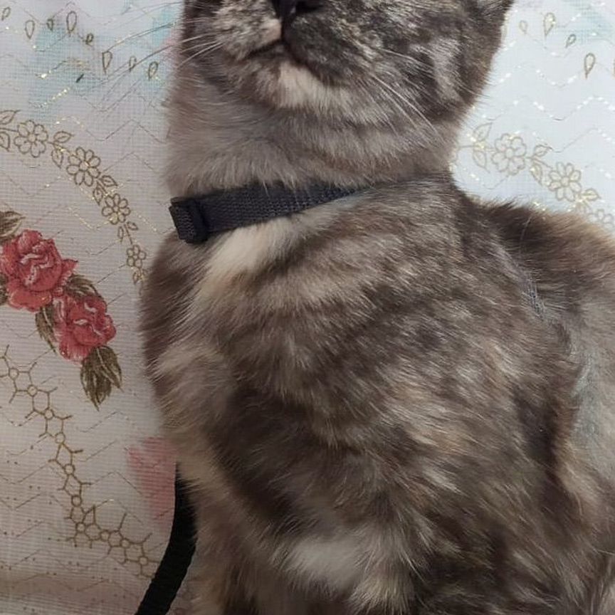 Стерилизованая кошка