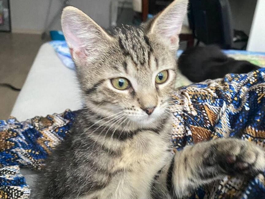 Котенок мальчик в добрые руки