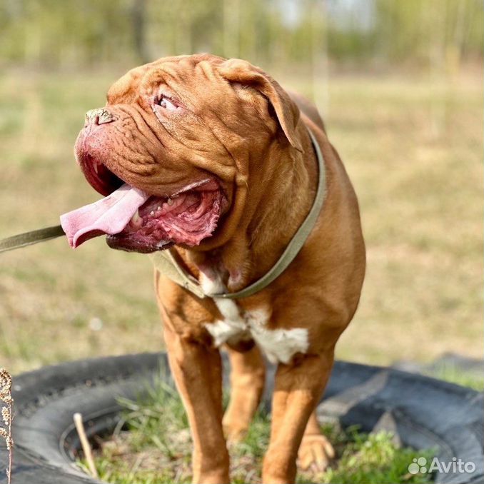 Бордоский дог