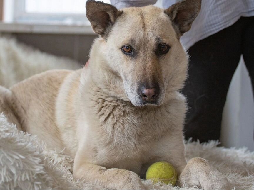 Гоша в добрые руки