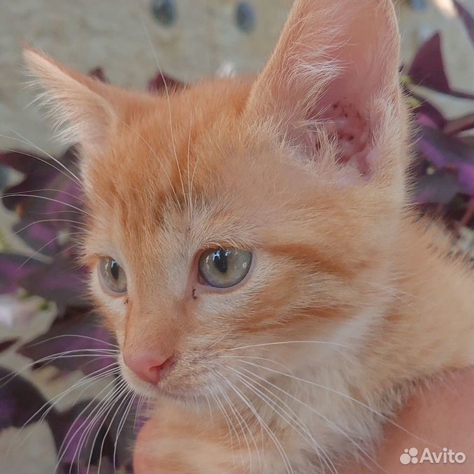 Котёночек в хорошие руки