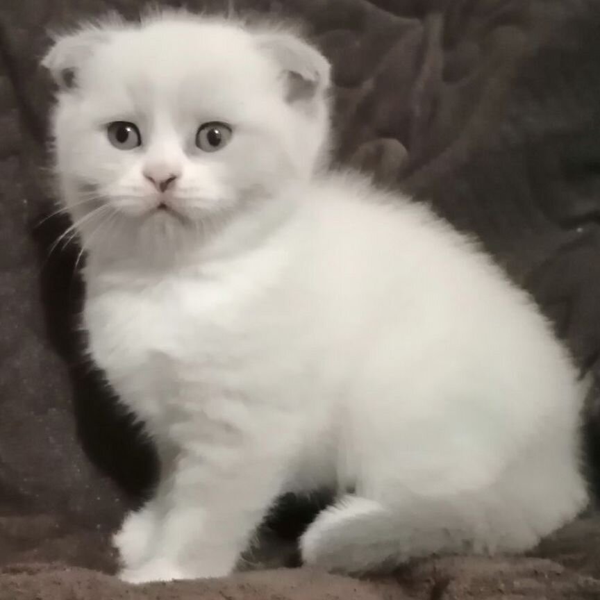 Шотландская