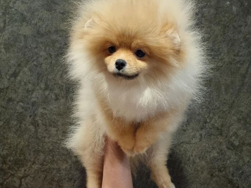 Милашка Сьюзи