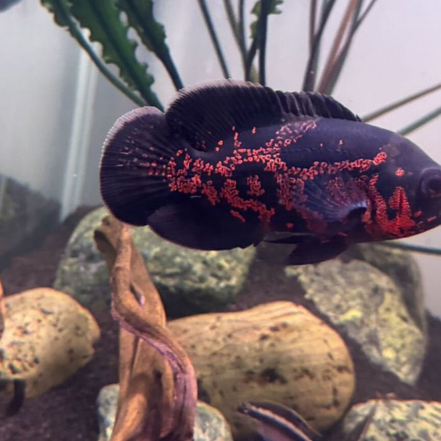 Астронотусы красные (окрас питон)