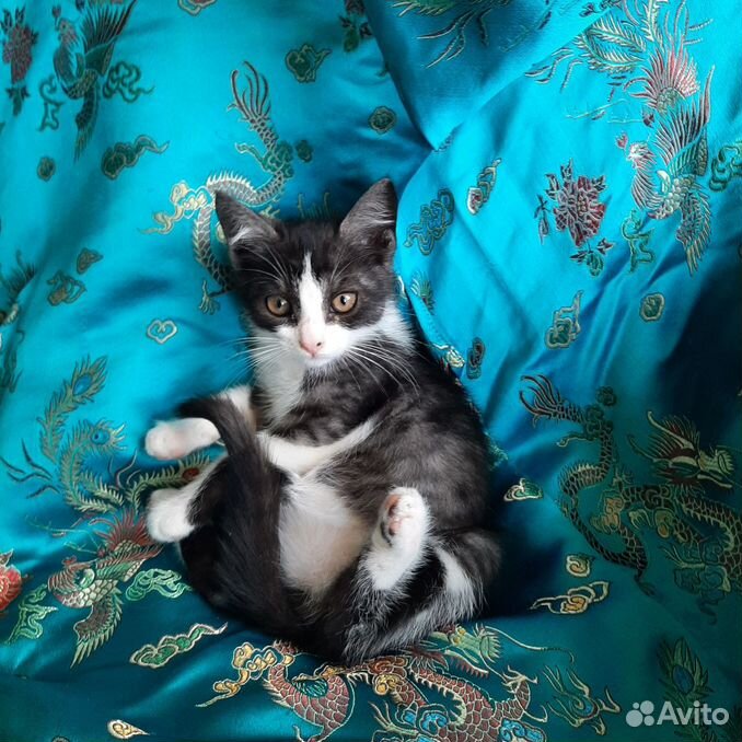 Котюня 2 мес - в добрые руки