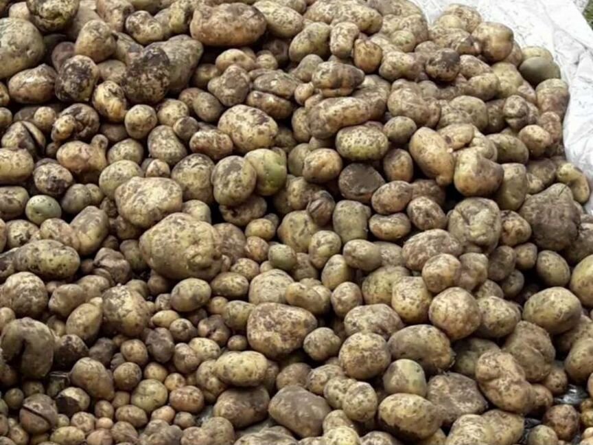 Картофель на корм животным