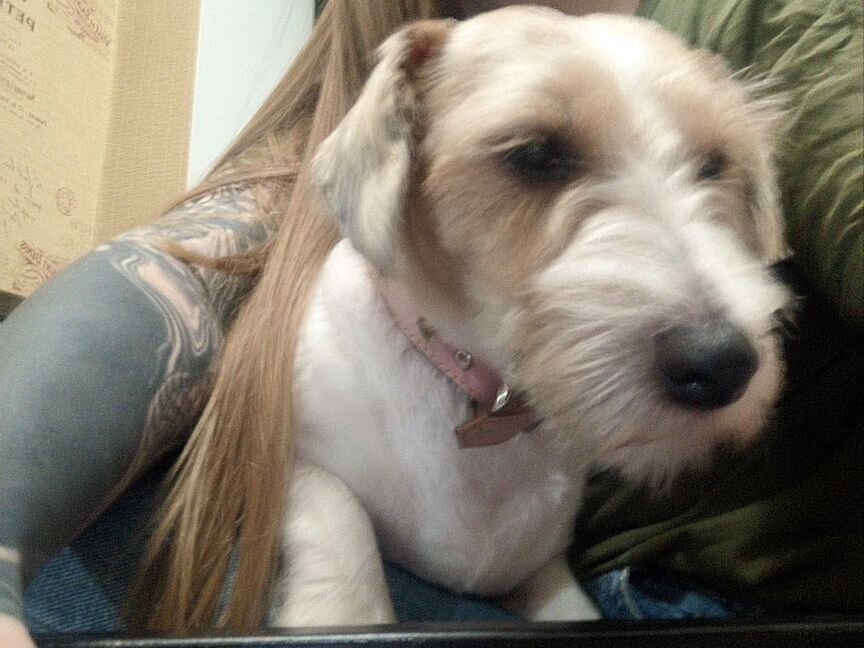 Самый спокойный Джек Рассел