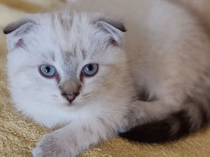Шотландские котята