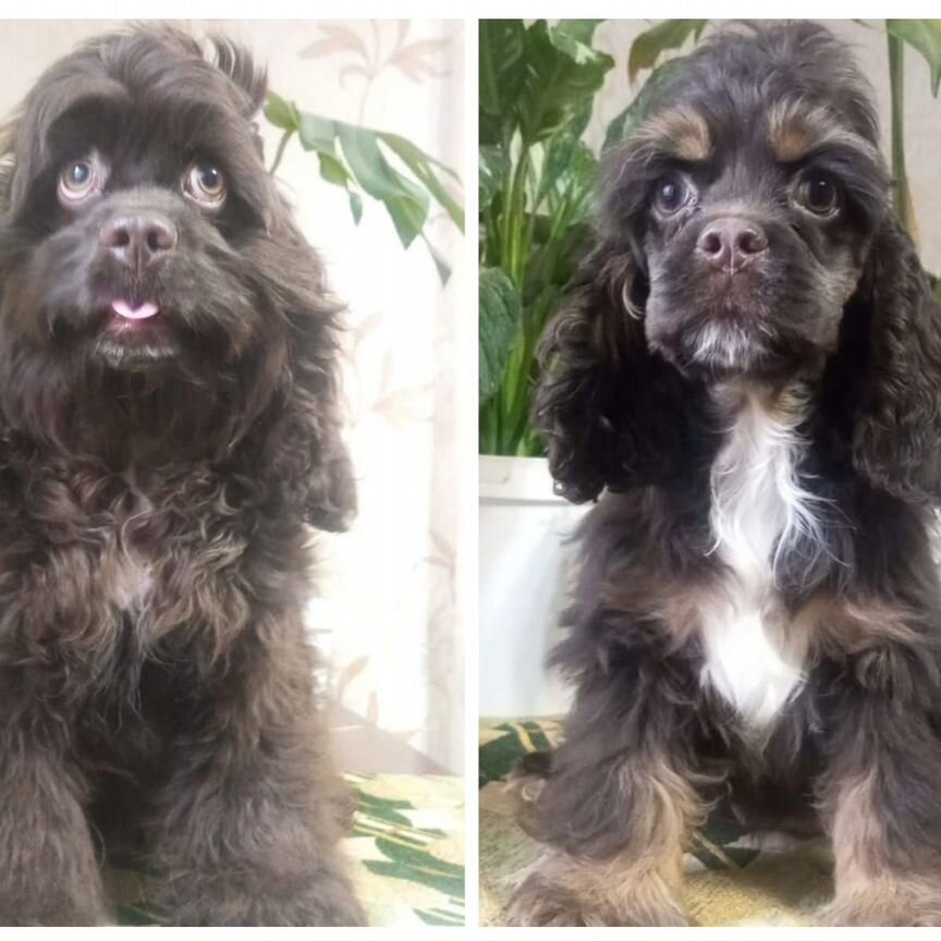 Кокер американский девочки