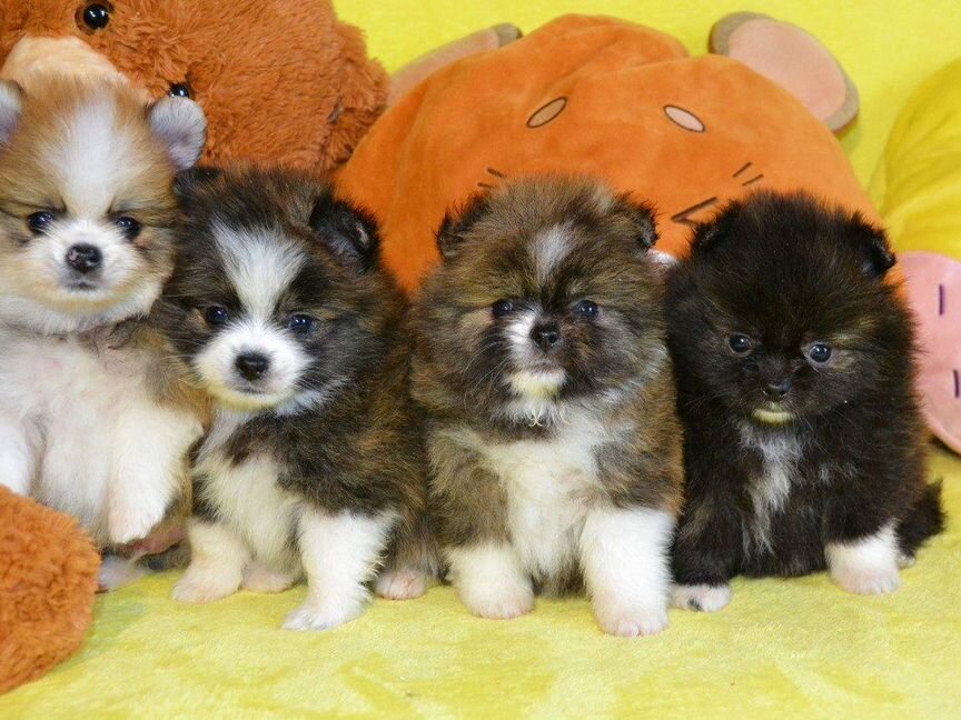 Мини шпицеки