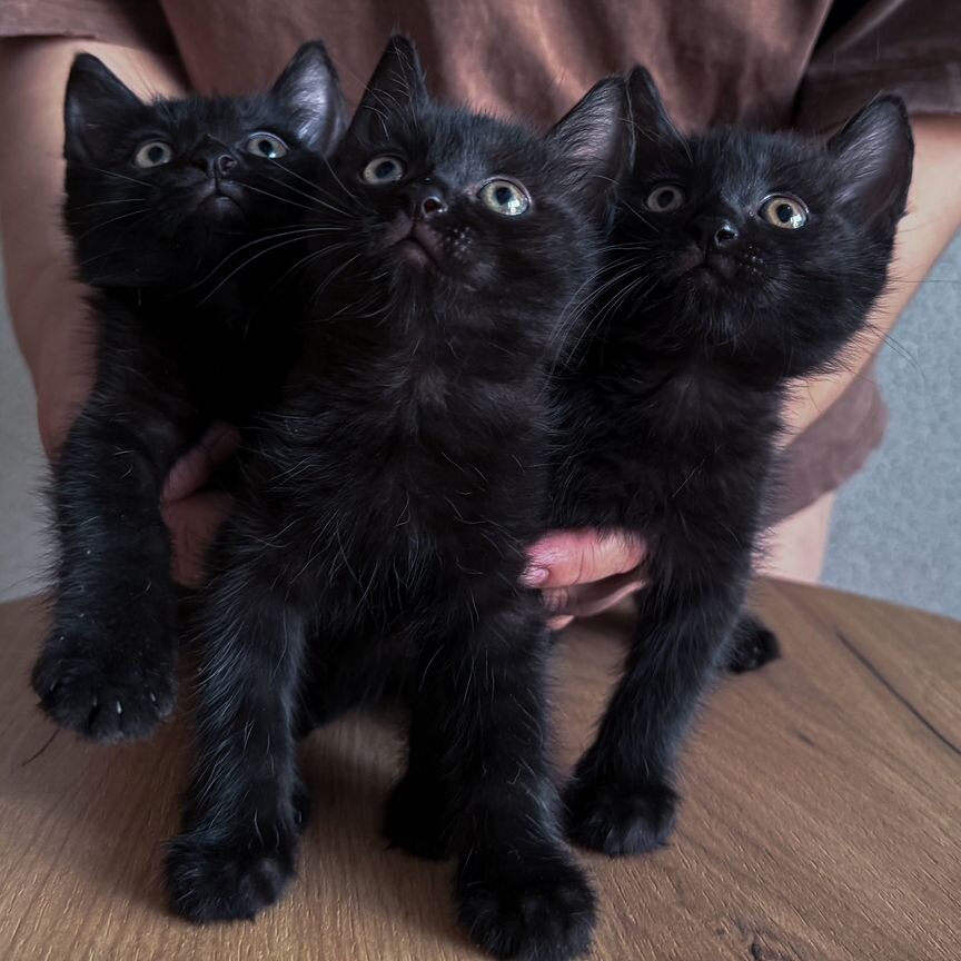 Котята