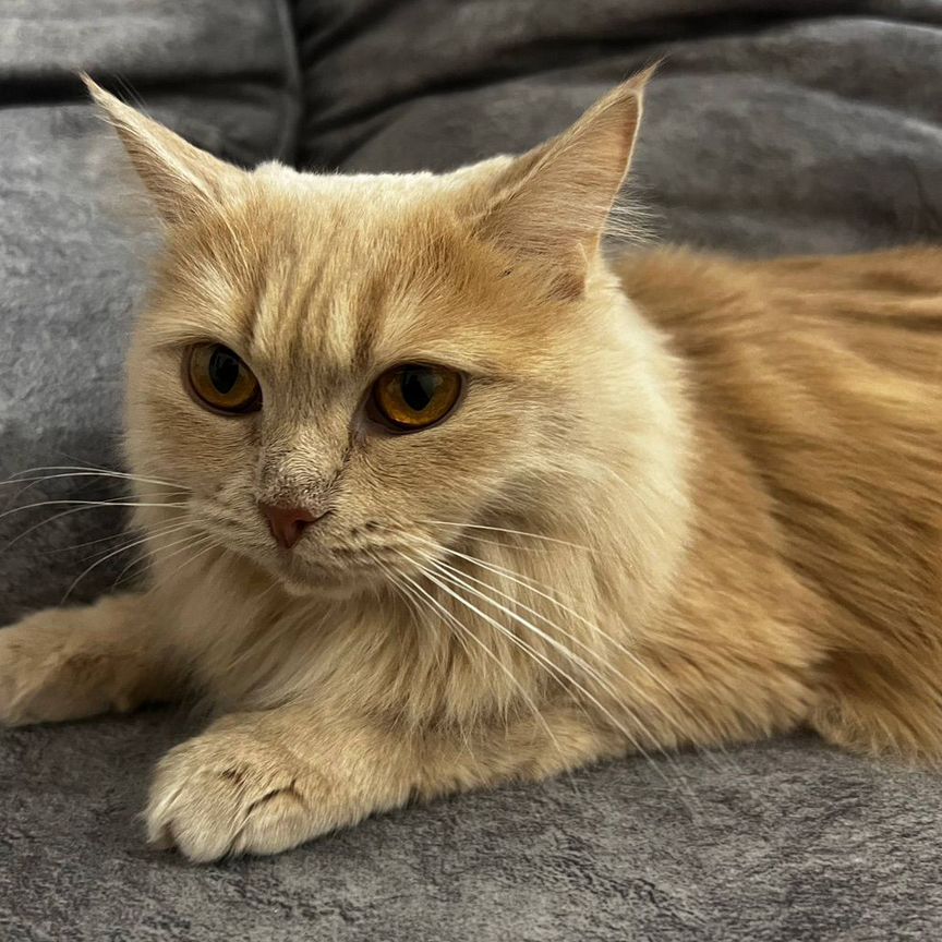 Британский длинношёрстный котёнок