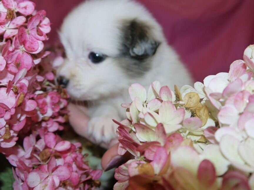 От шпица и чихуа