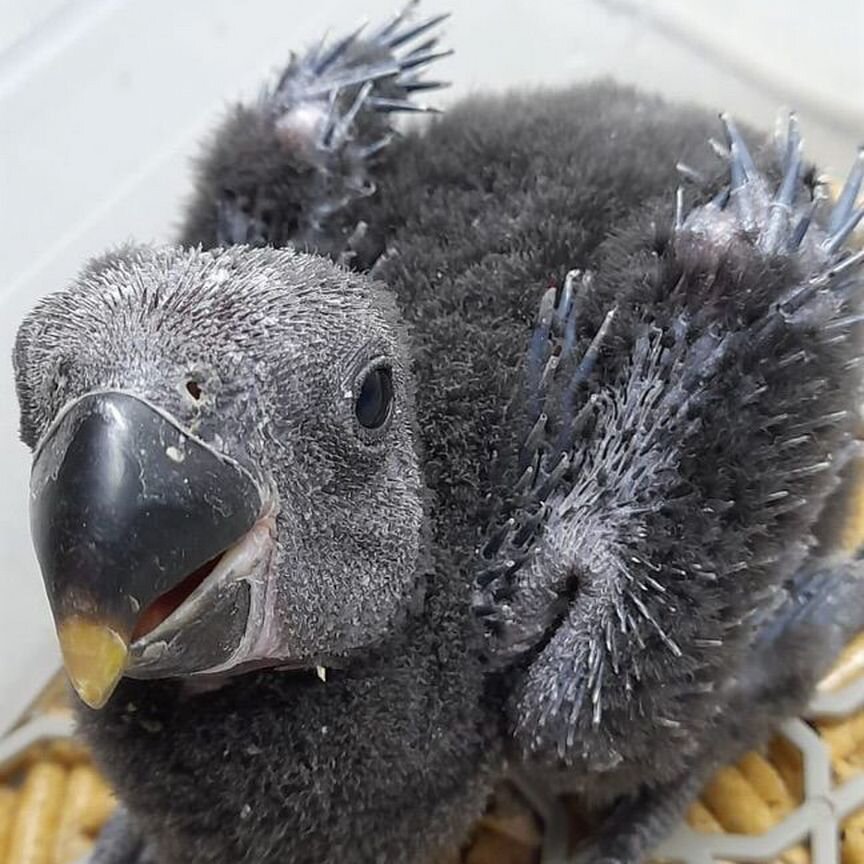 Попугай эклектус выкормыш