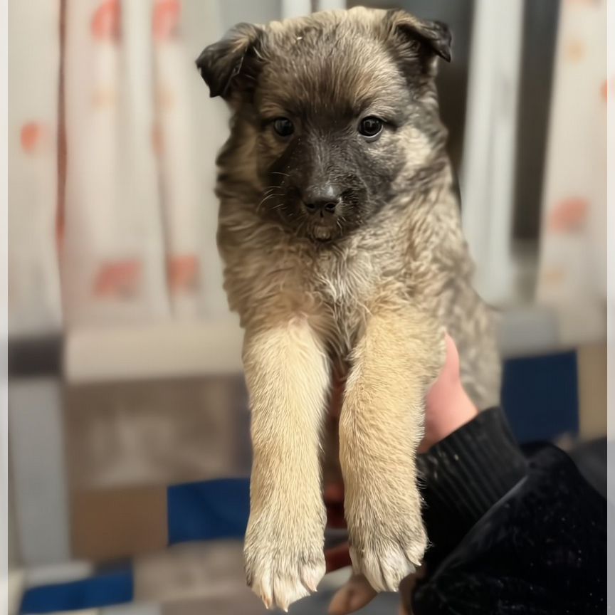 Щенок в добрые руки