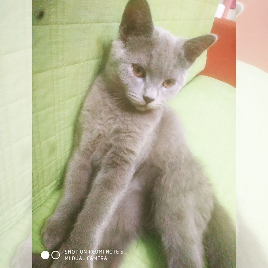 Британский короткошёрстный котёнок