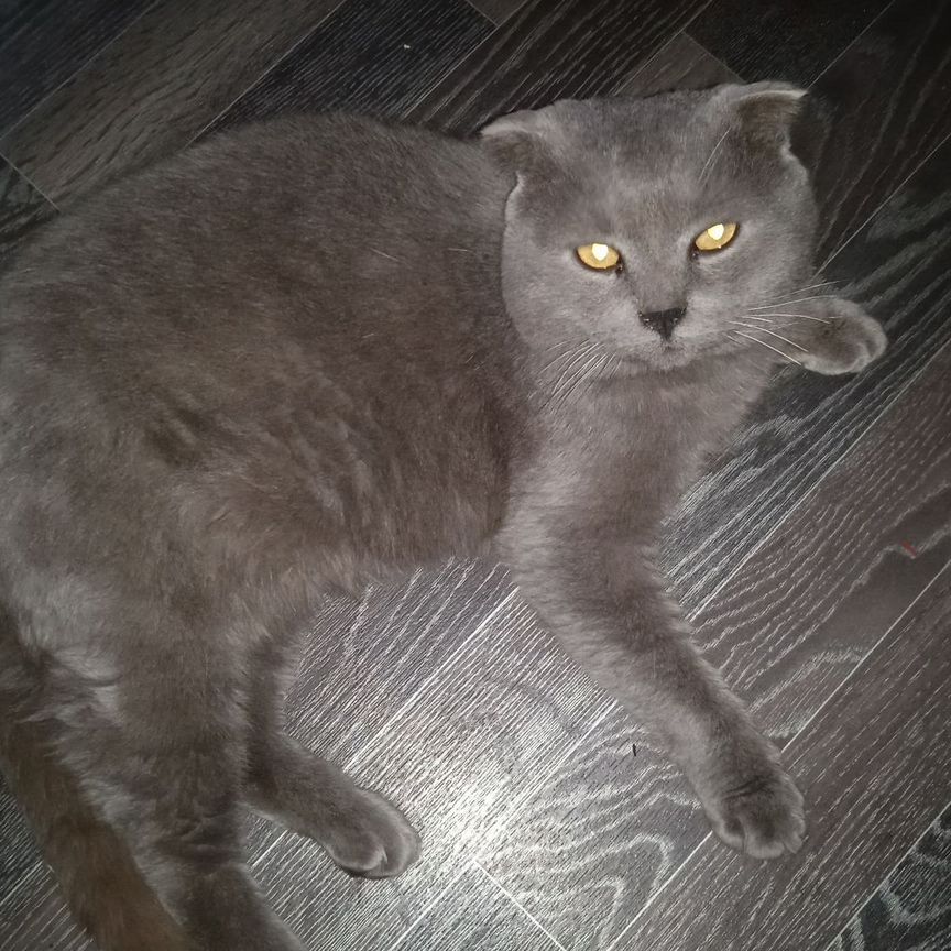 Шотландский кот бесплатно