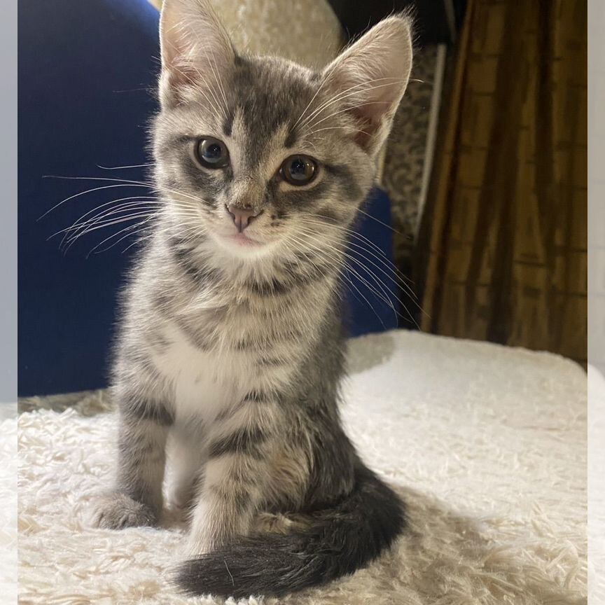 Котёнок в добрые руки