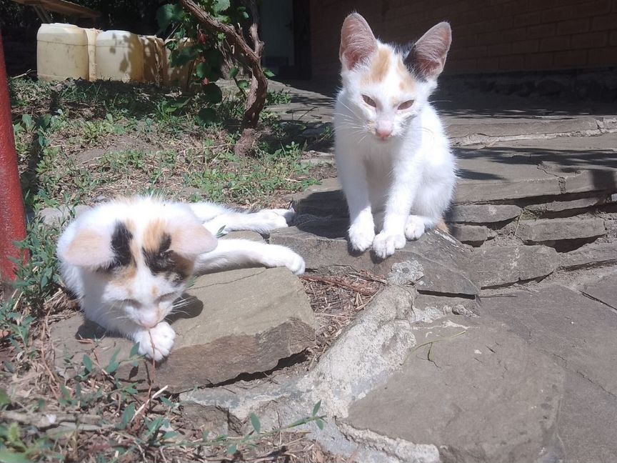 Кошка в дар