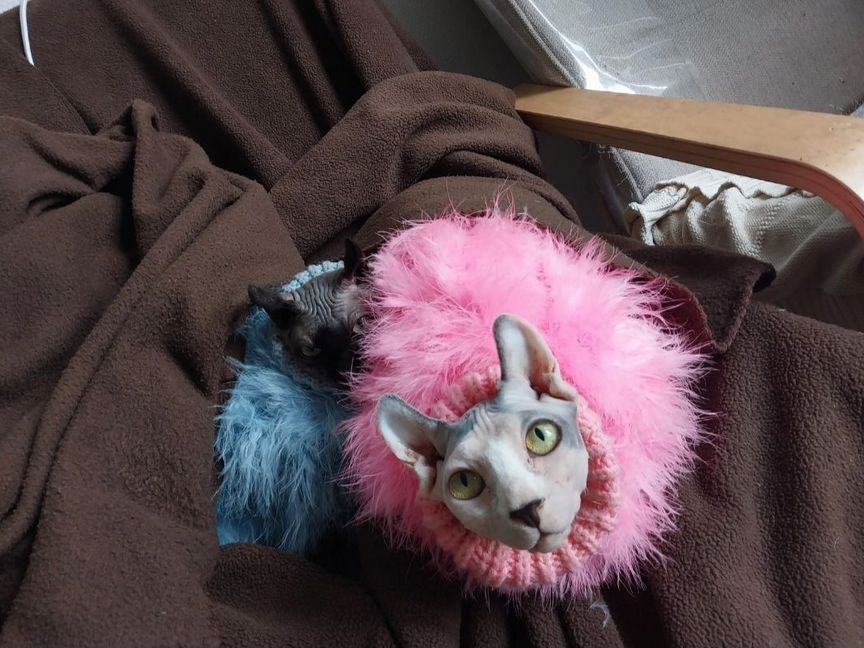 Две кошки Сфинксы Эльф