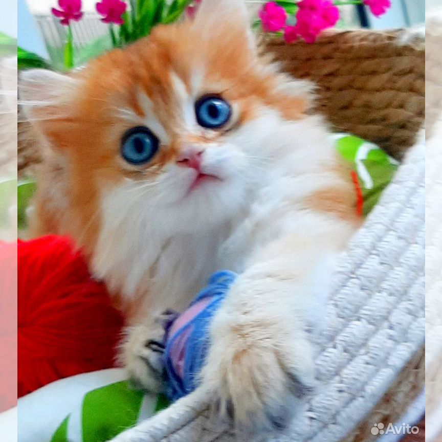 Золотые британские котята шиншилы