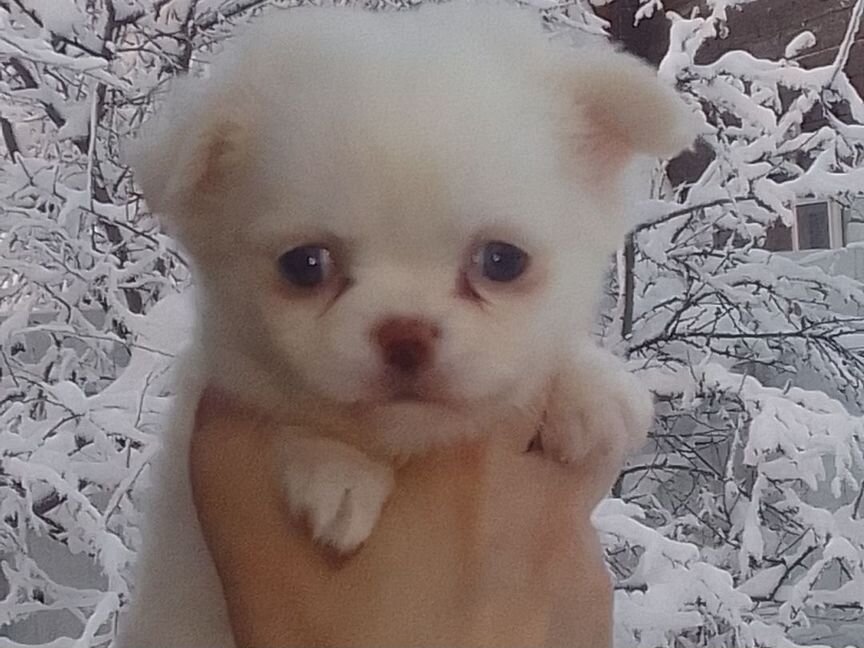 Мини мальчик