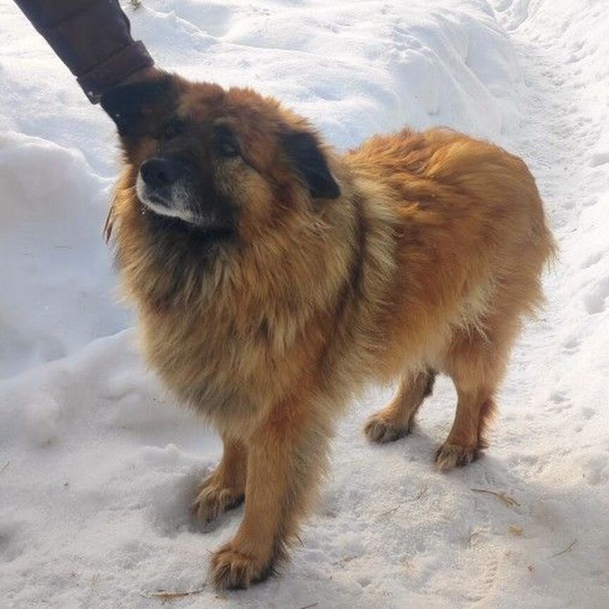 Взрослый пёс в добрые руки