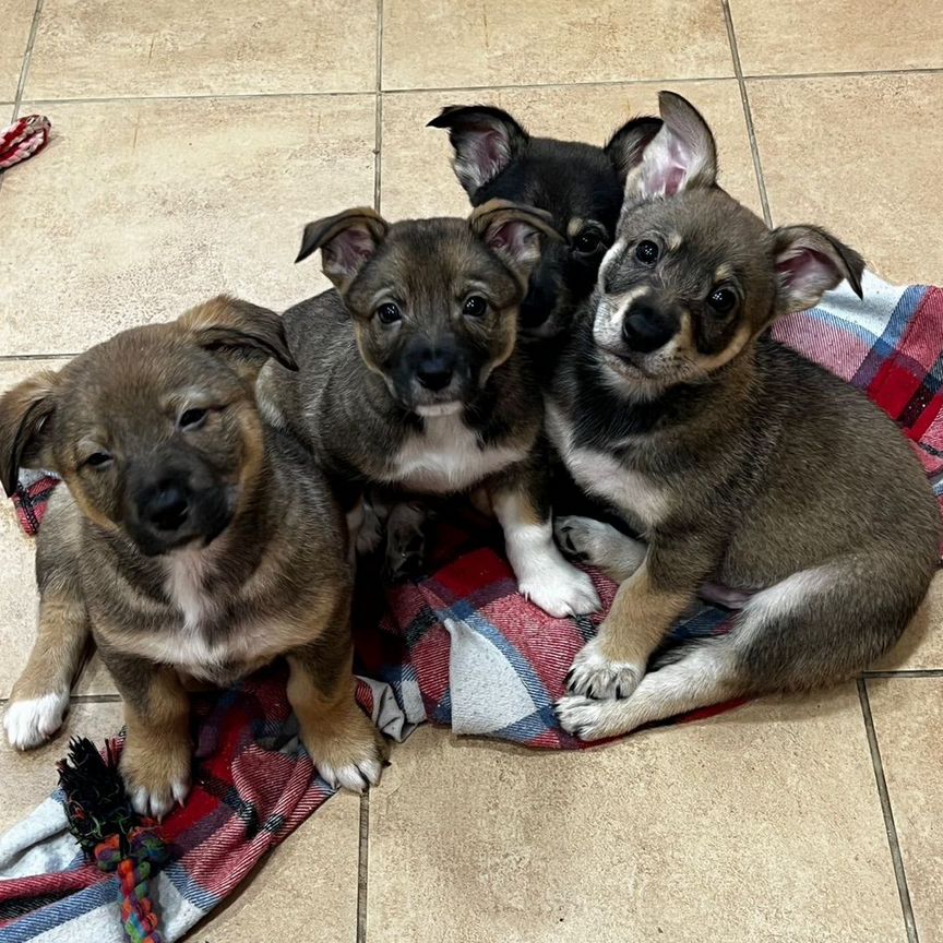 Щенки в добрые руки