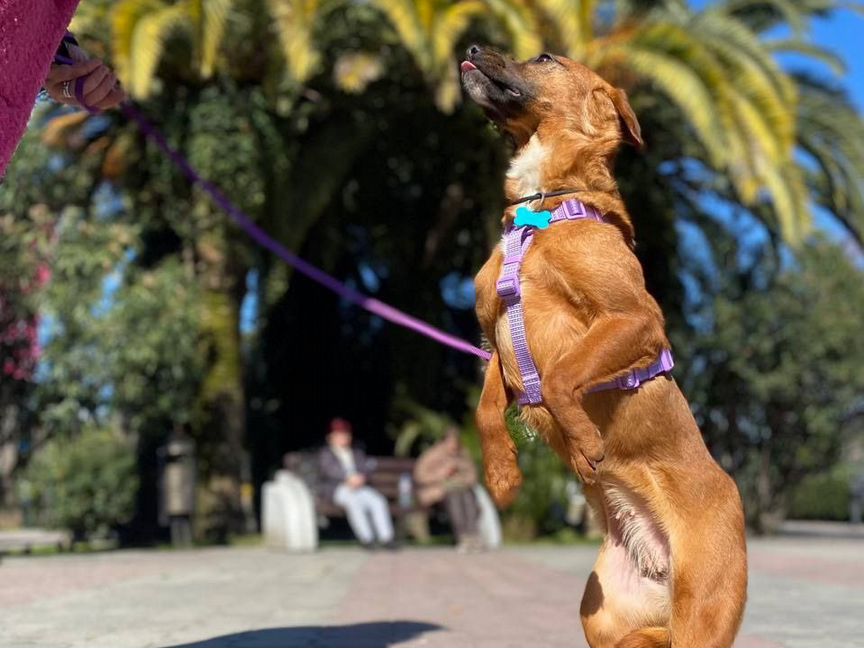 Маленькая собачка в добрые руки