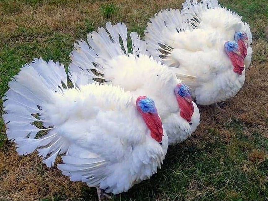 Индюшата биг-6