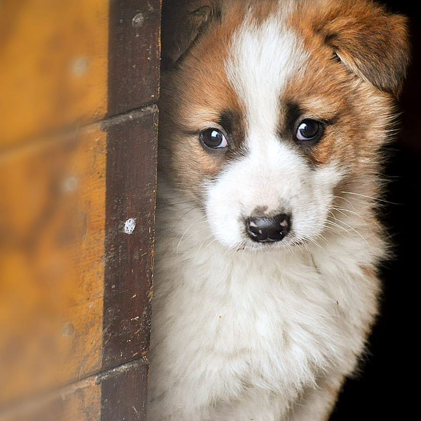 Тони, якутенок, 4 месяца