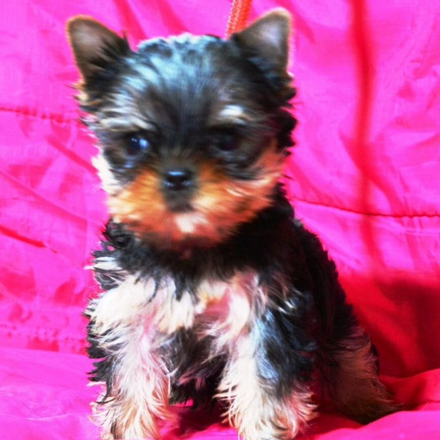 Продаются щенки йоркширского терьера