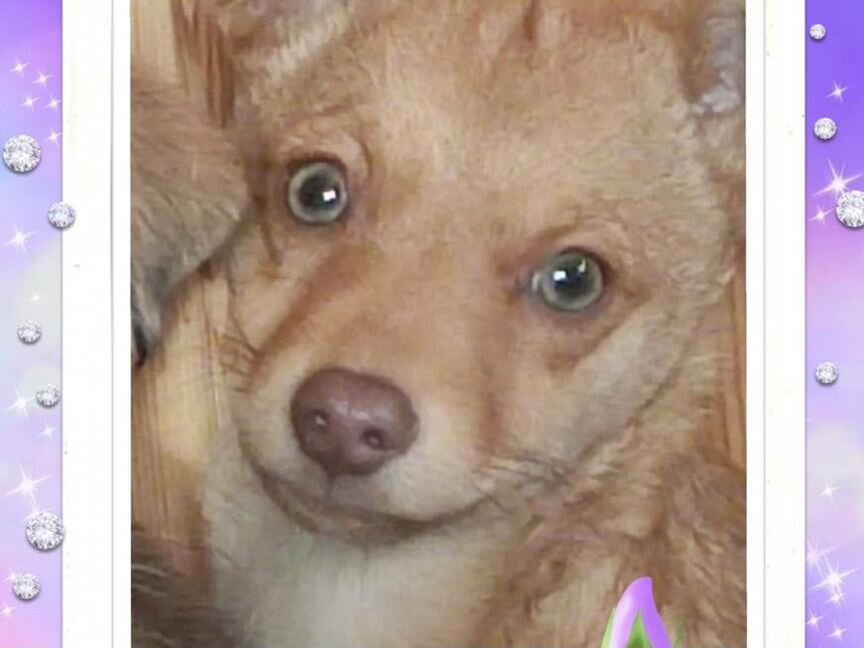 Маленькая собака из приюта