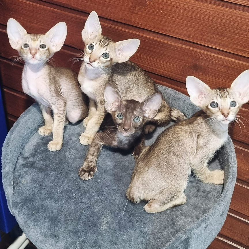 Ориентальные котята