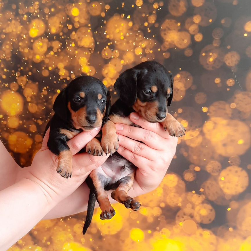 Малыши таксы