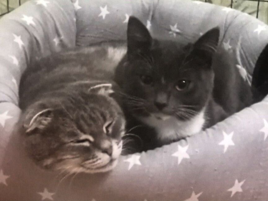 Мама с дочей ищут дом