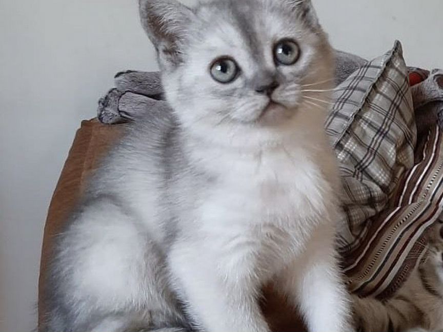Шотландские котята серебристая шиншилла