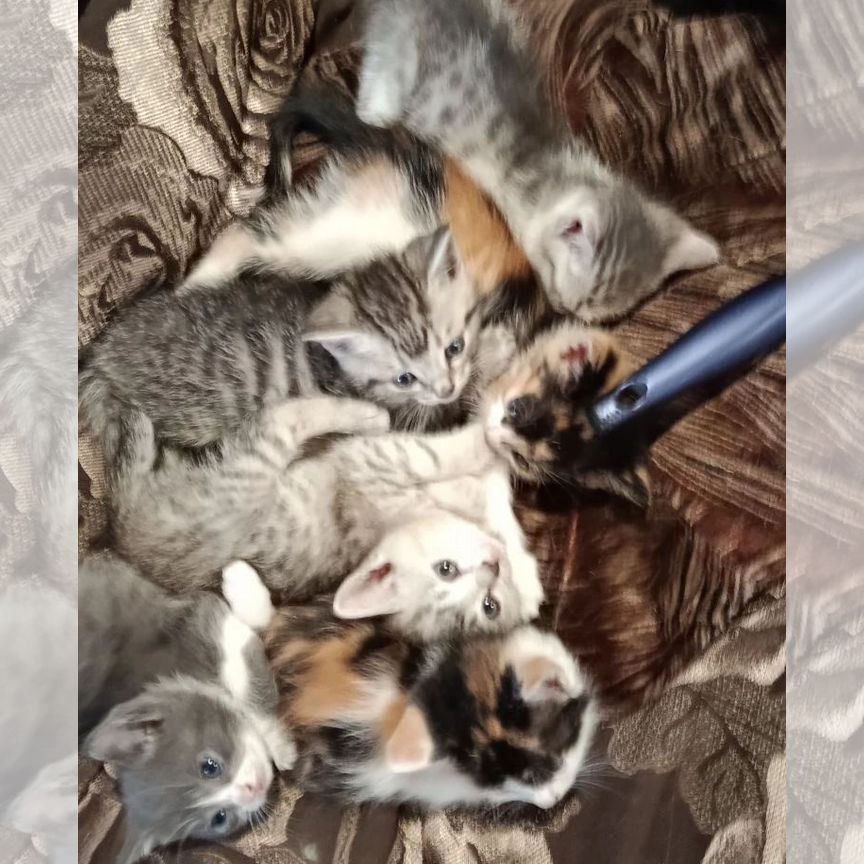 Котёнок в добрые руки