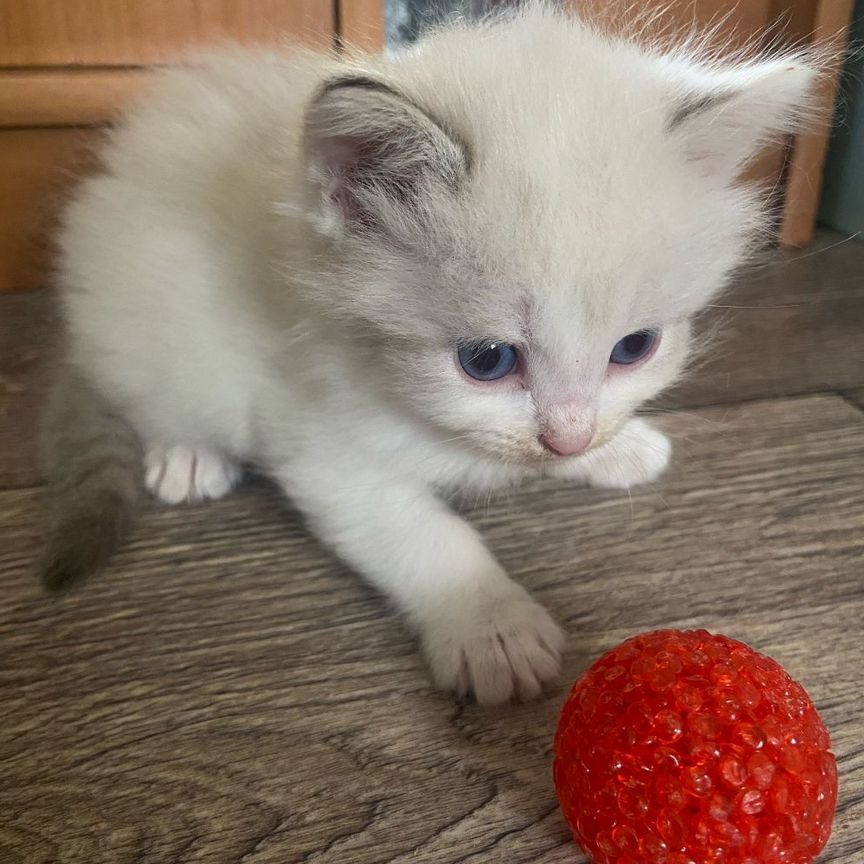 Британский короткошёрстный котёнок
