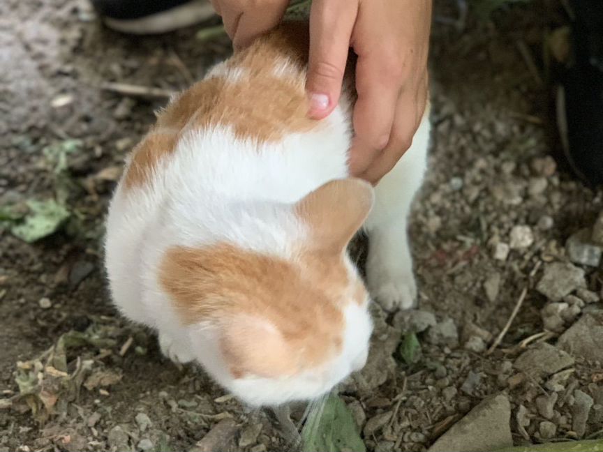 Одам в добрые руки