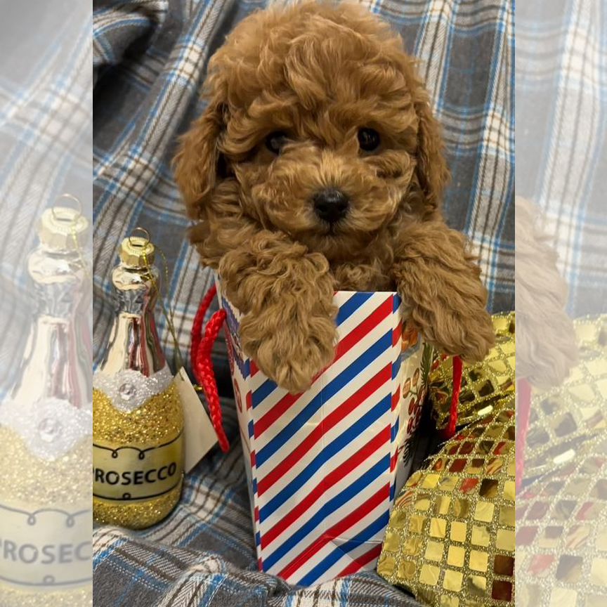 Той-пудель, щенок