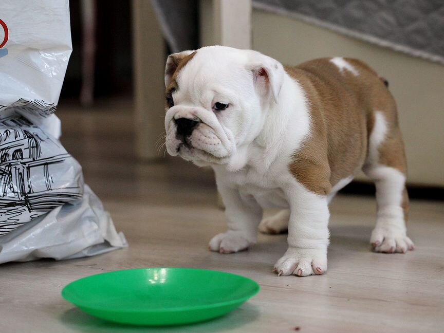 Англичанка