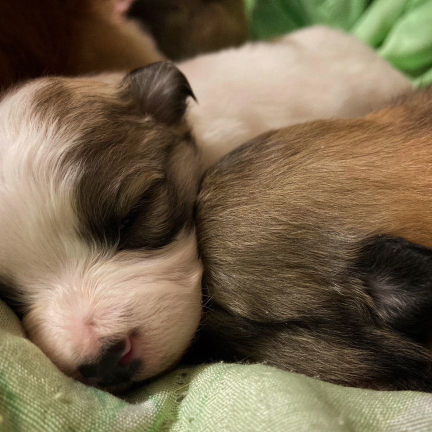 Щенки Шпица