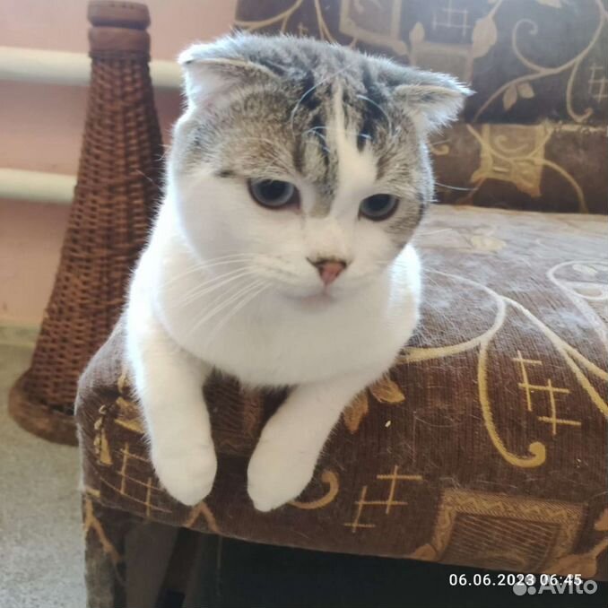 Пусик в добрые руки